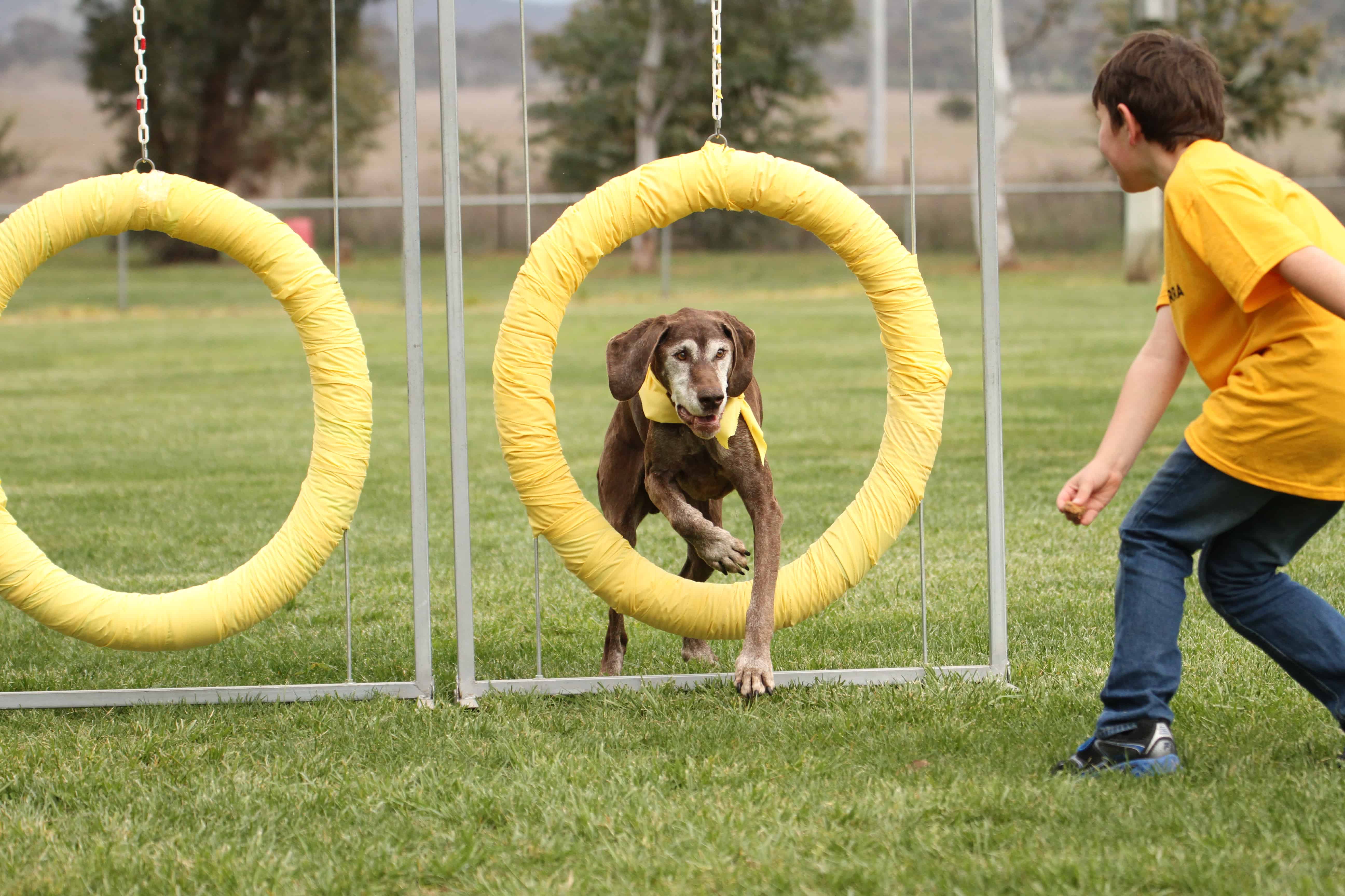 Canberra Dog Training Where Can I Go For Help 